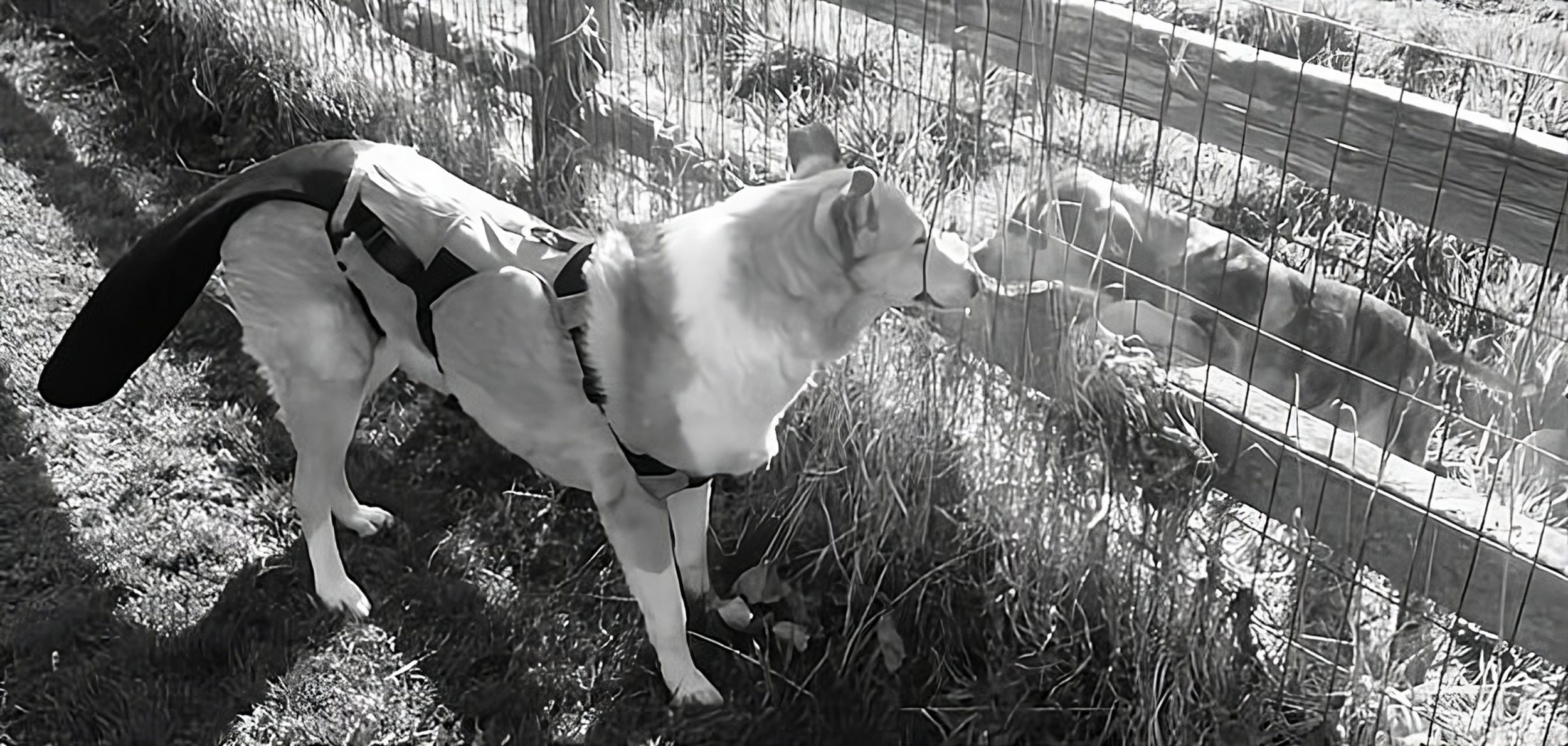 K9 TailSaver: Heals Happy Tail, and ALL Dog Tail Injuries – Happy TailSaver