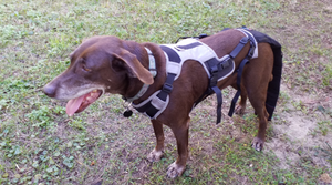 K9 TailSaver® | Dog Tail Protector & Happy Tail Syndrome Treatment ...