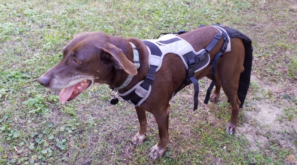 K9 TailSaver® | Dog Tail Protector & Happy Tail Syndrome Treatment ...