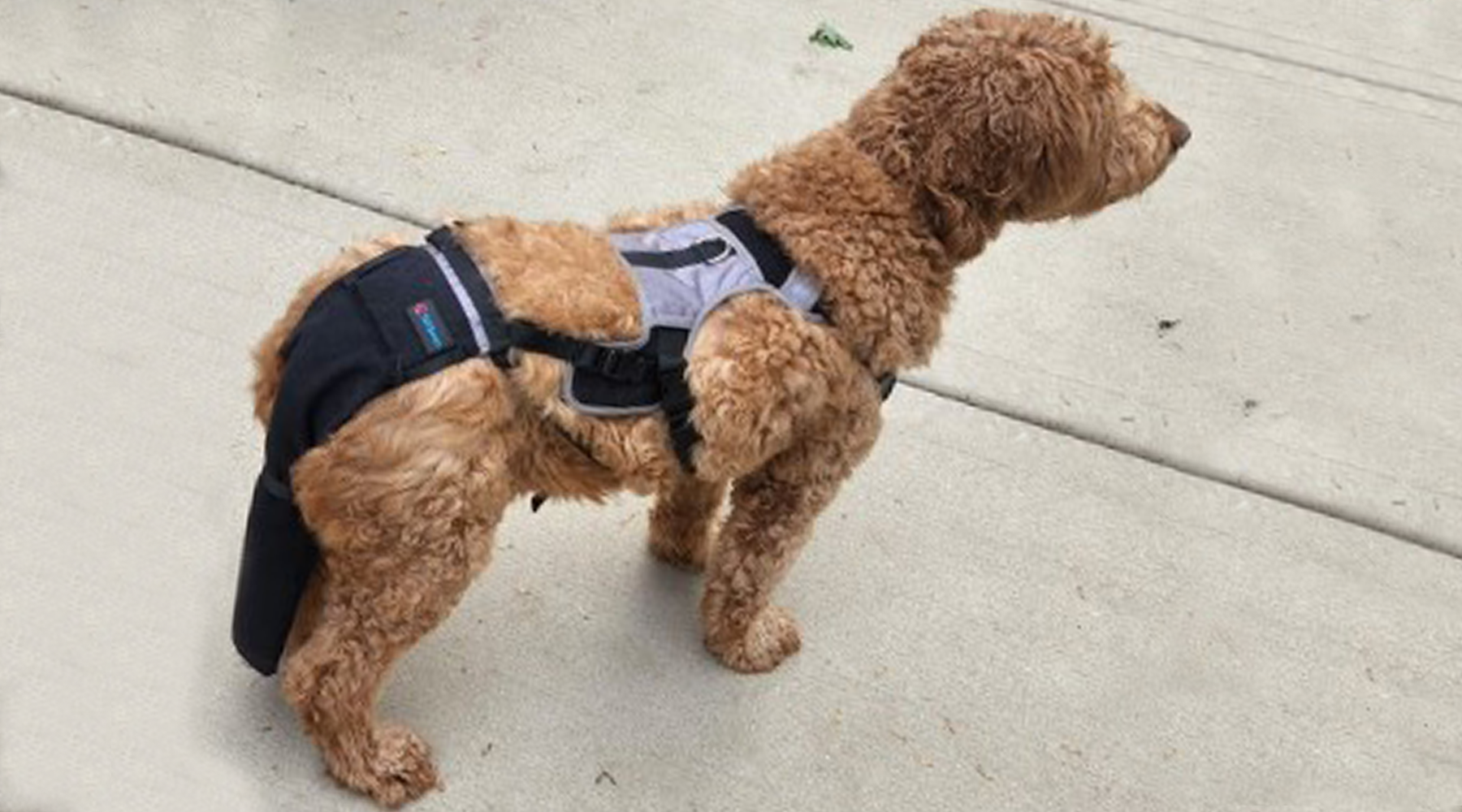 K9 TailSaver: Heals Happy Tail, and ALL Dog Tail Injuries – Happy TailSaver