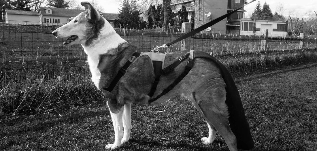 K9 TailSaver: Heals Happy Tail, and ALL Dog Tail Injuries – Happy TailSaver