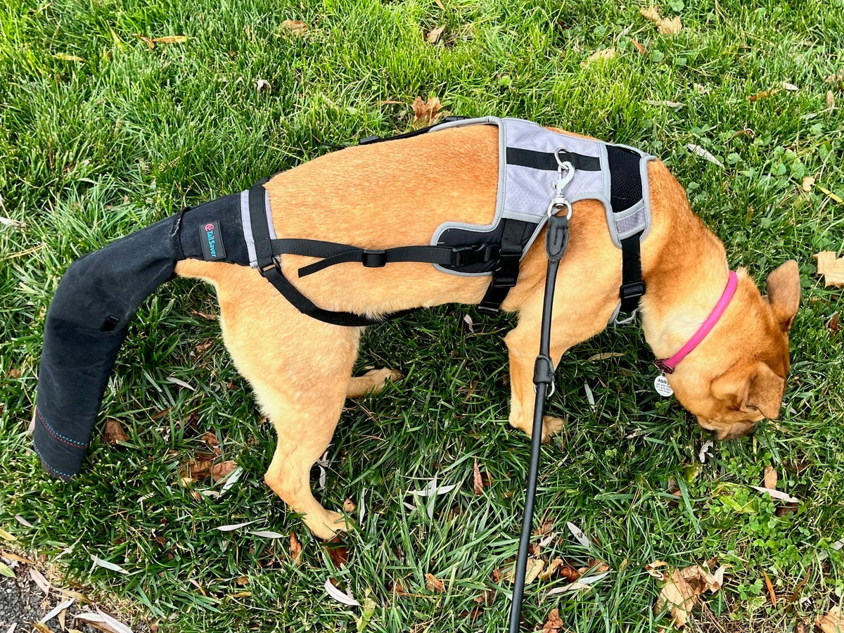 K9 TailSaver Dog Tail Protector | Stop Re-Injury – Happy TailSaver