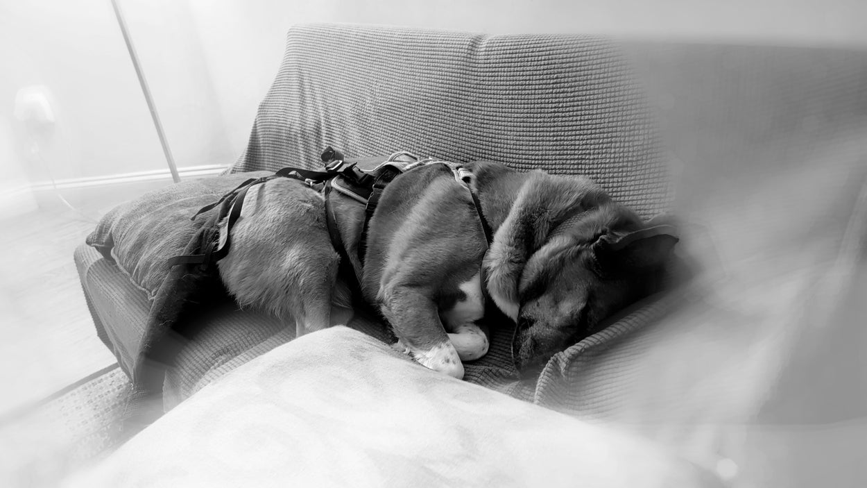 K9 TailSaver: Heals Happy Tail, and ALL Dog Tail Injuries – Happy TailSaver