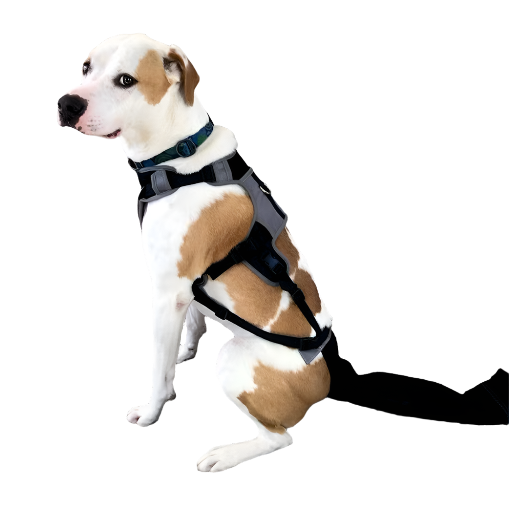 K9 TailSaver: Heals Happy Tail, and ALL Dog Tail Injuries – Happy TailSaver